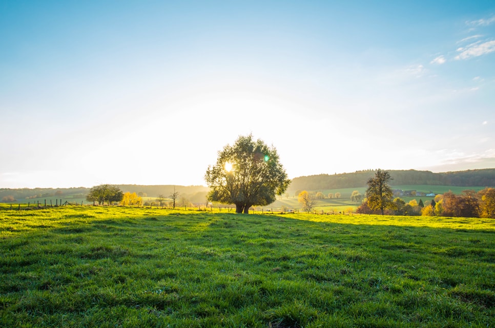 Raluca Simple Living